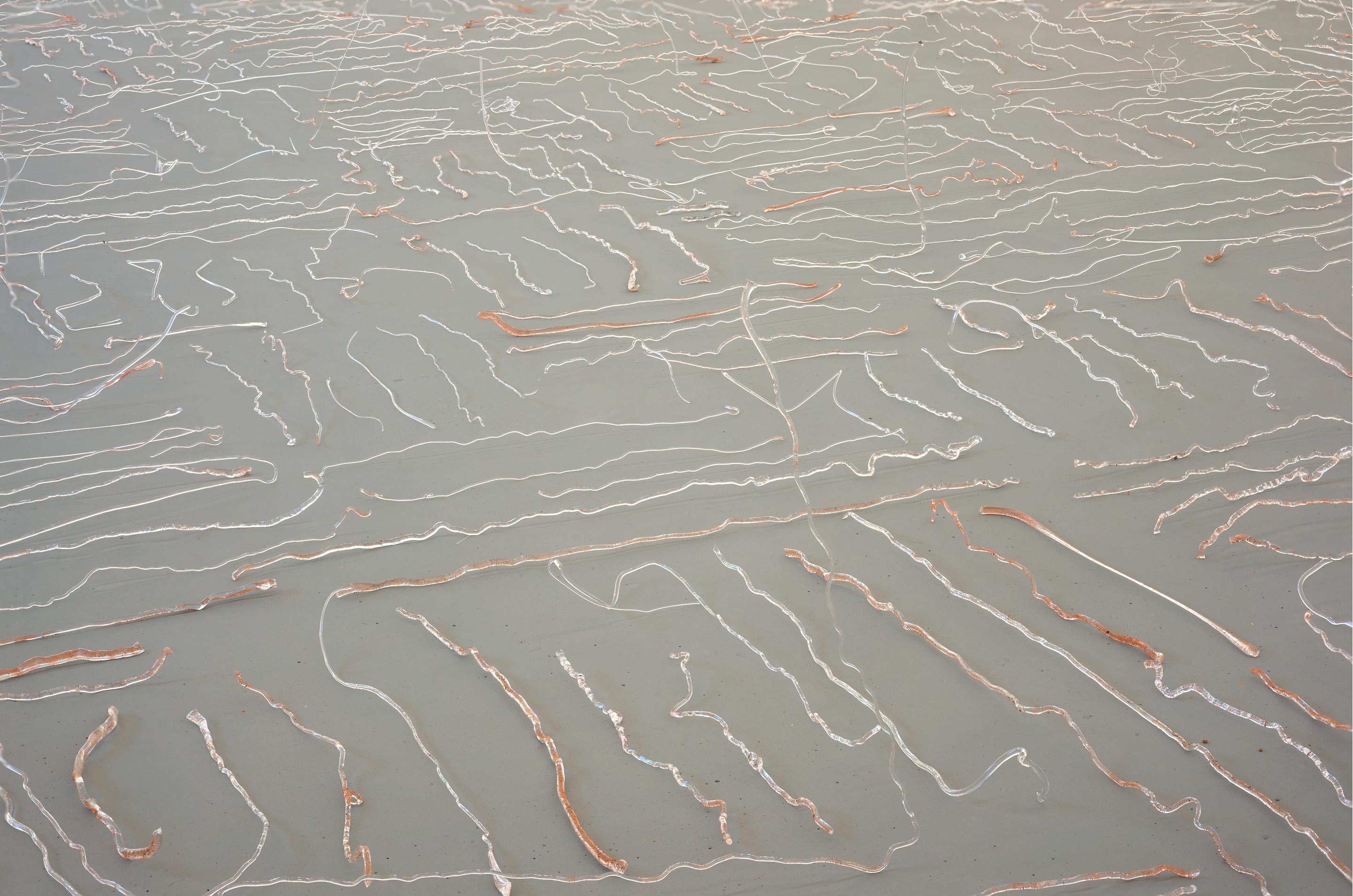 Dane Mitchell | HOPKINSON MOSSMAN