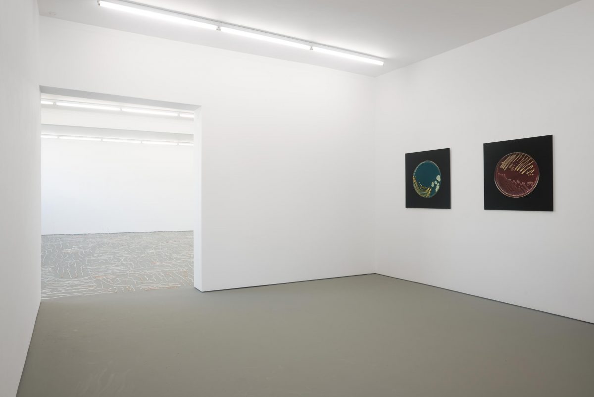 Dane Mitchell | HOPKINSON MOSSMAN