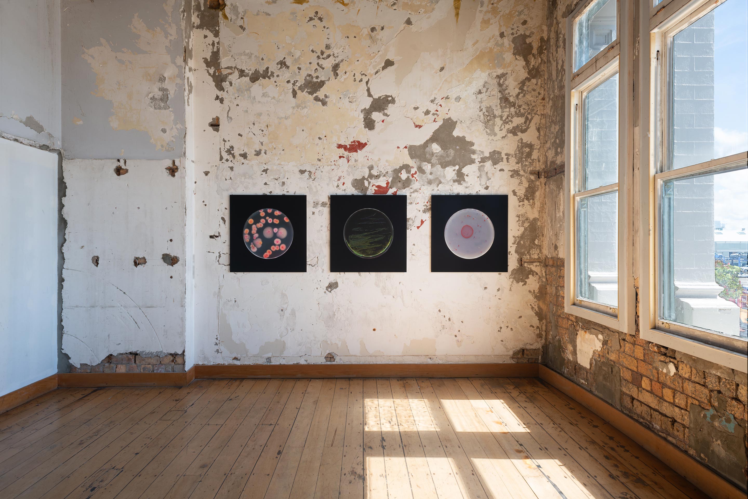 Dane Mitchell | HOPKINSON MOSSMAN